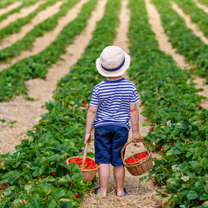 15 And Counting! U-Pick Farms To Visit In Alberta | Alberta Food Tours